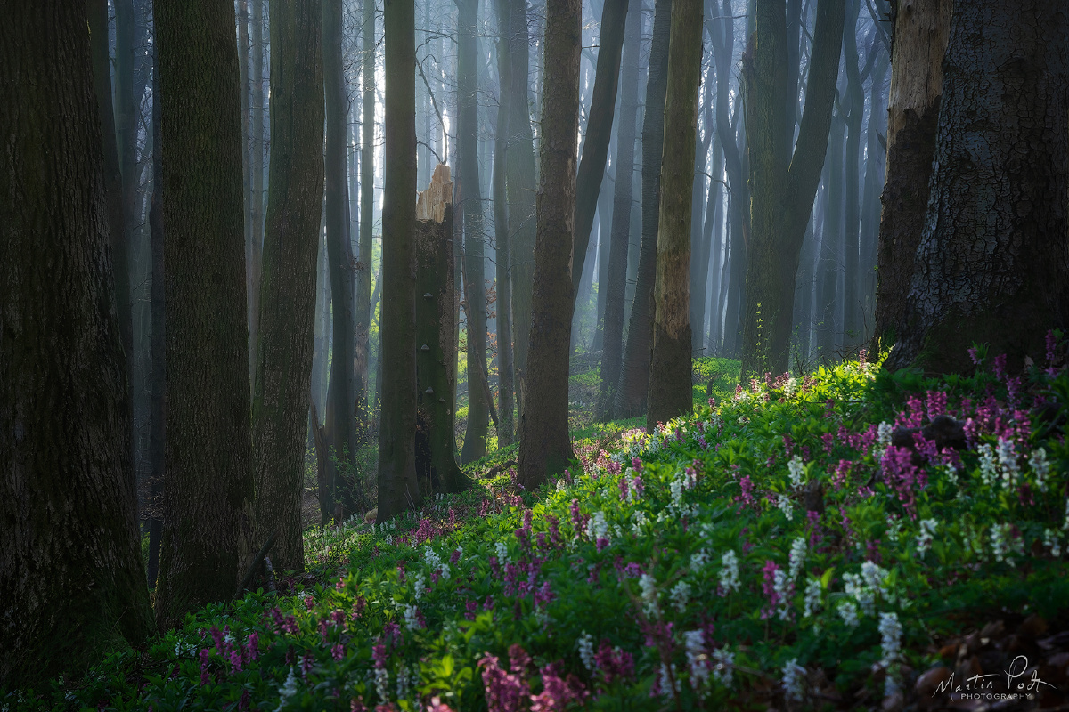 Soft light in the magical forest - MartinPodt