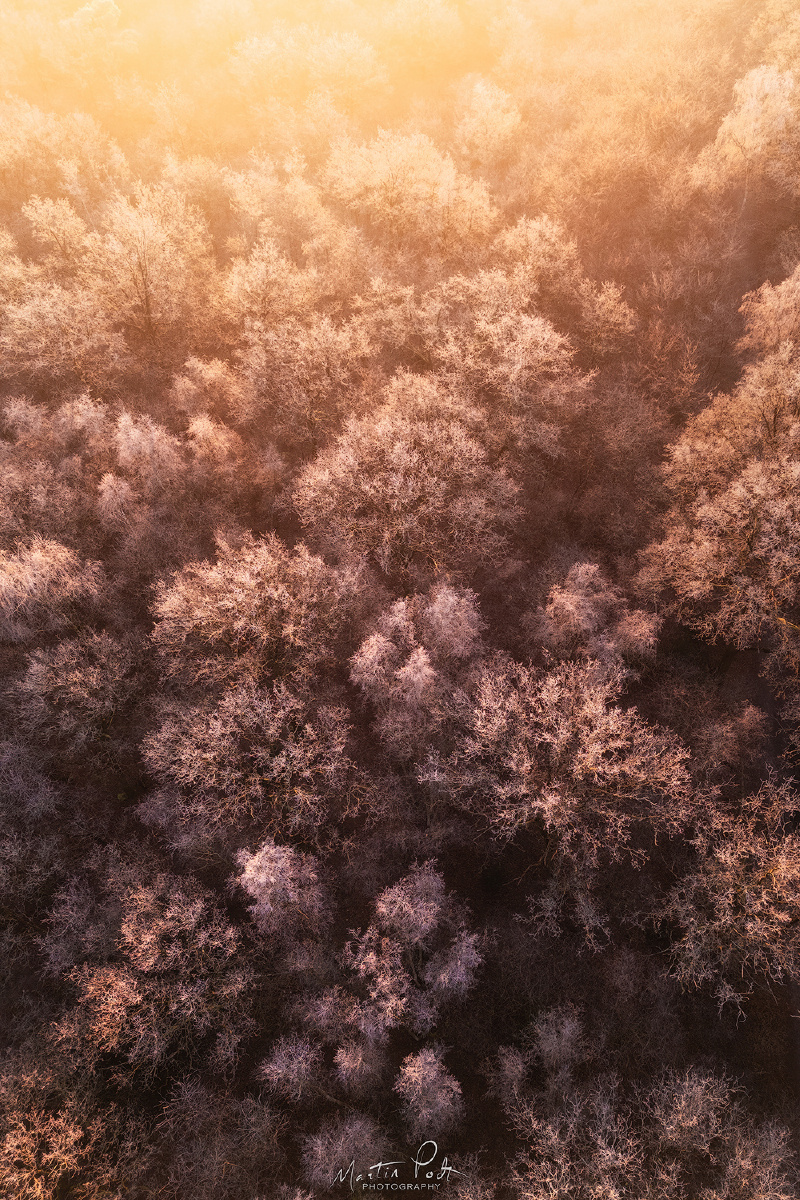 Frozen tree tops - MartinPodt