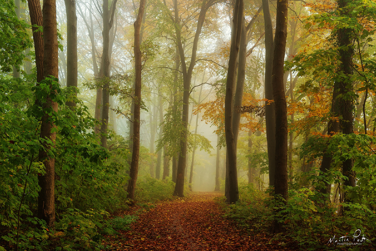 Green November - MartinPodt