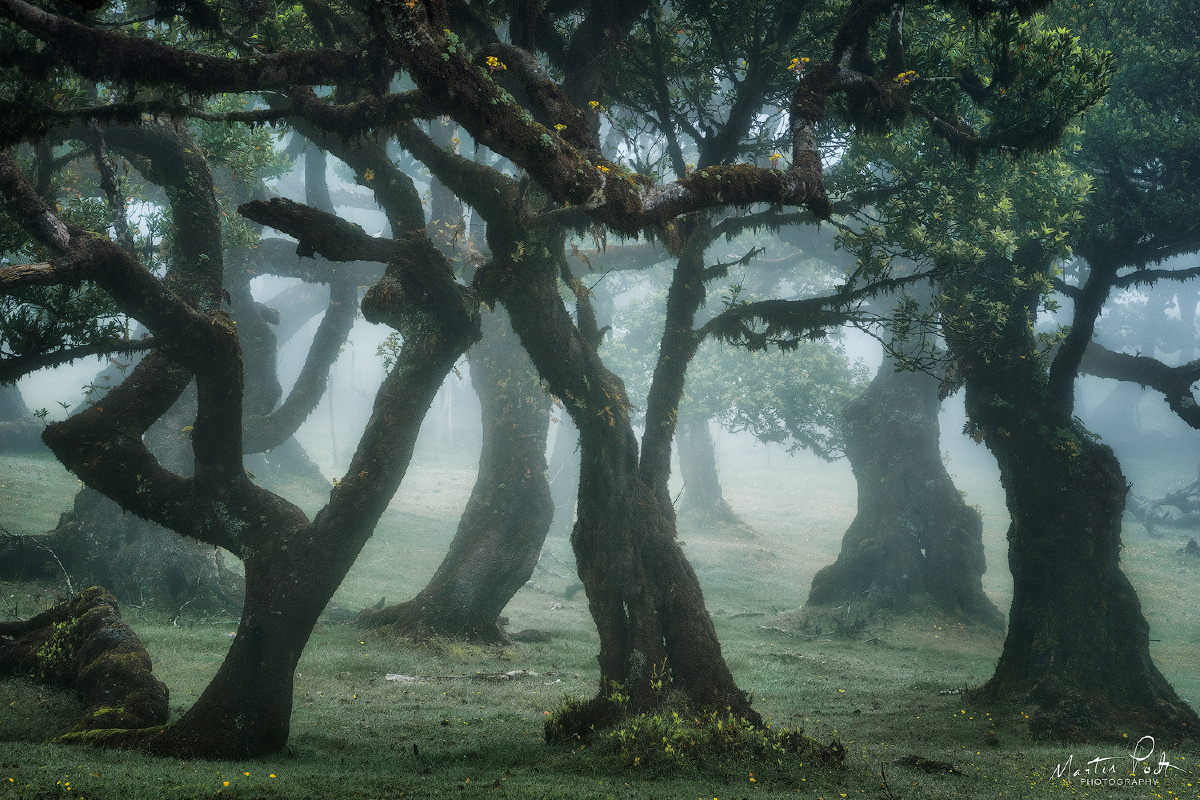 Some old trees - MartinPodt