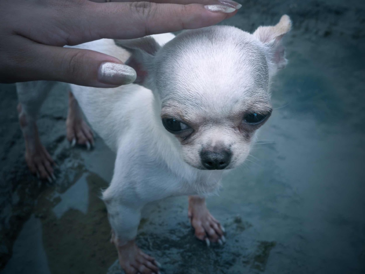 迷你宠 - 旅行摄影师唐僧