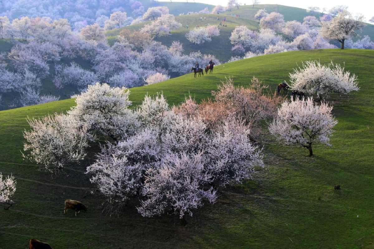 伊犁杏花,伊犁花海,大西沟杏花_文秘苑图库