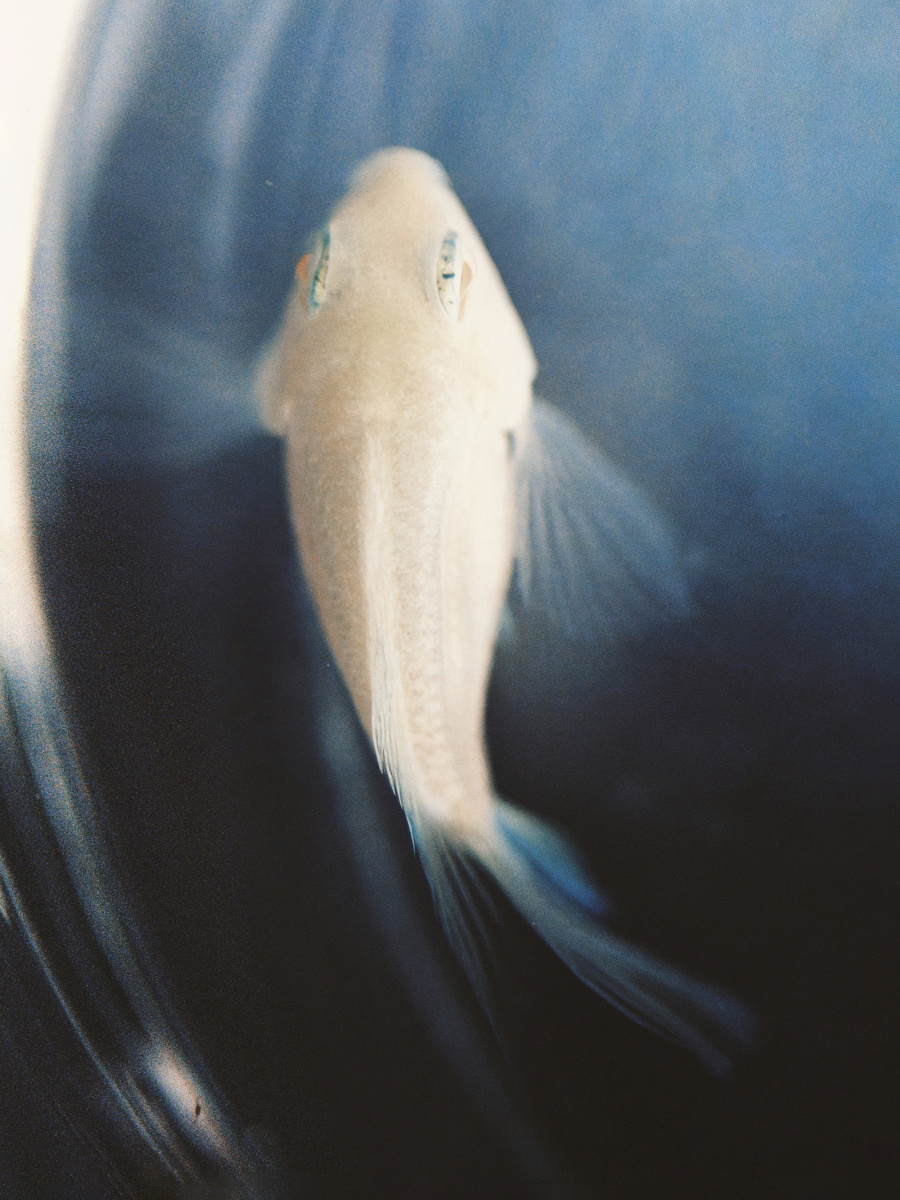 FALL - Luna_Atlantis