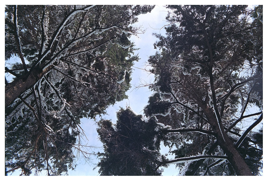 《散步集·春雪》 - 色彩, 猫 - 《散步集·春雪》 - 菲林日记馆 - 图虫摄影网
